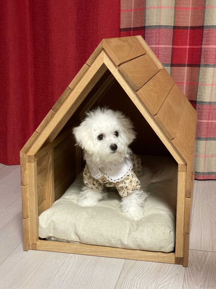 속초 가족여행 숙소, 켄싱턴리조트 설악밸리 펫 베른 : 네이버 블로그