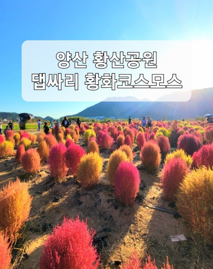 양산 황산공원 댑싸리 황화코스모스 위치 주차정보 네이버 블로그