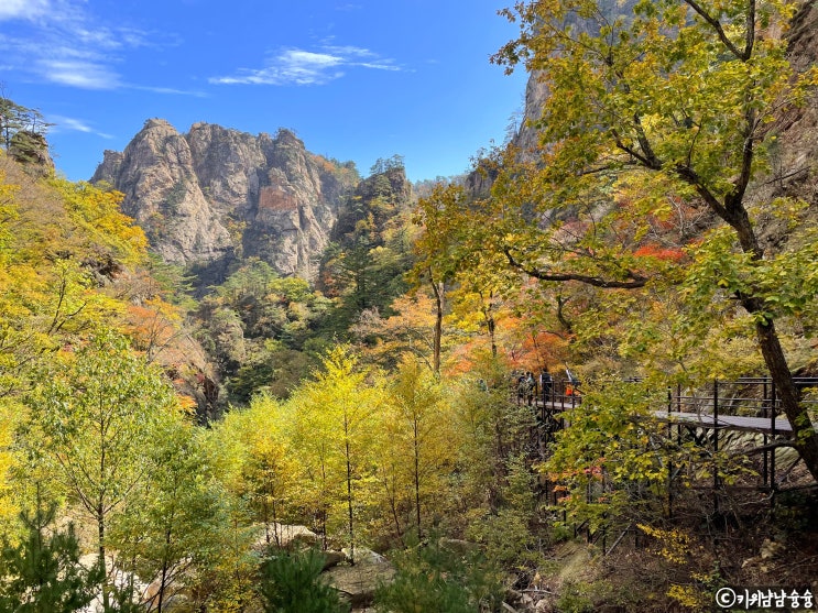 설악산 흘림골 단풍 산행 예약 주차 택시 등산 코스 현재 단풍 상태 단풍 절정 시기 네이버 블로그