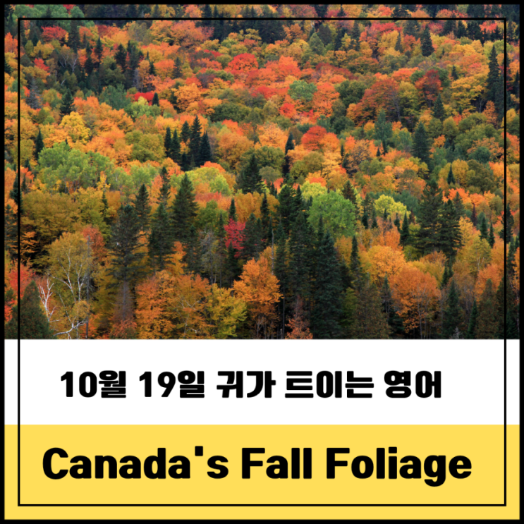 Canada's Fall Foliage 캐나다의 단풍 : 네이버 블로그