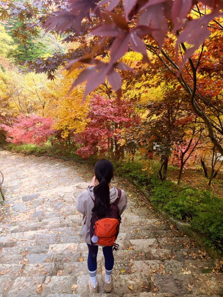 강원도 평창 가을추천여행지 가을산행추천지 단풍명산 단풍명소오대산국립공원feat 상원사 월정사비로봉코스