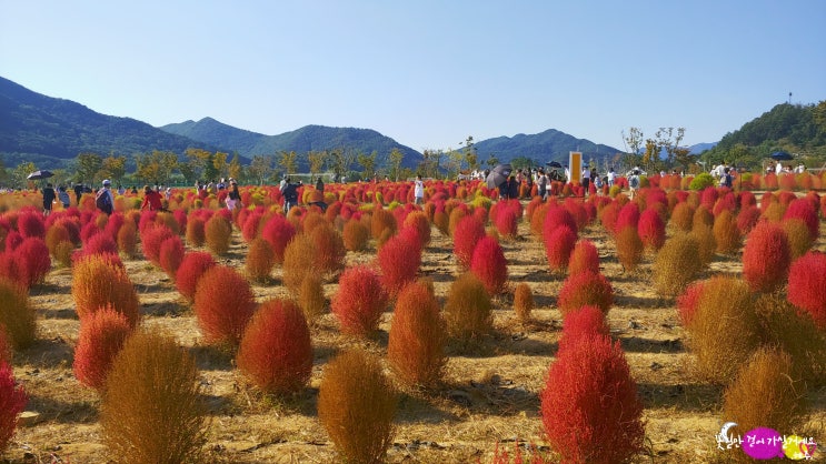 양산시 황산공원엔 울긋불긋 댑싸리도 노란 잎황화 코스모스도 아름다워 양산 가볼 만한 곳 황산공원 국화 축제1022