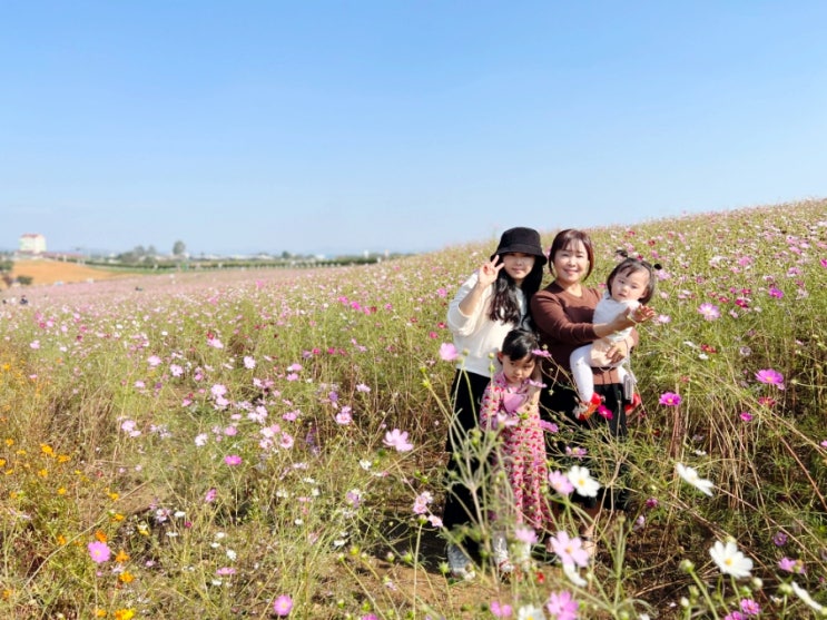 안성 아이와 가볼만한곳 안성팜랜드 코스모스 핑크뮬리 천국 유모차 필수 : 네이버 블로그