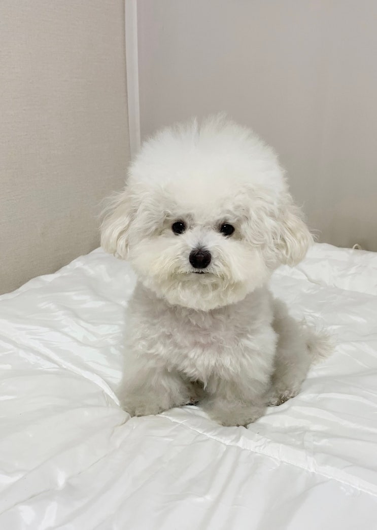 강아지 켁켁 기침 원인 심장병 심장비대증 증상 네이버 블로그