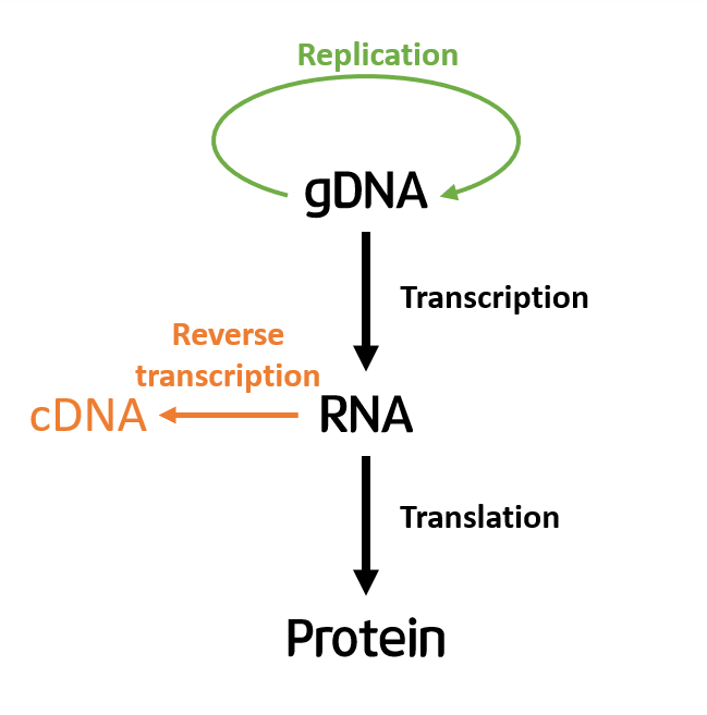 gDNA, cDNA란? 정의 용어 정리 : 네이버 블로그