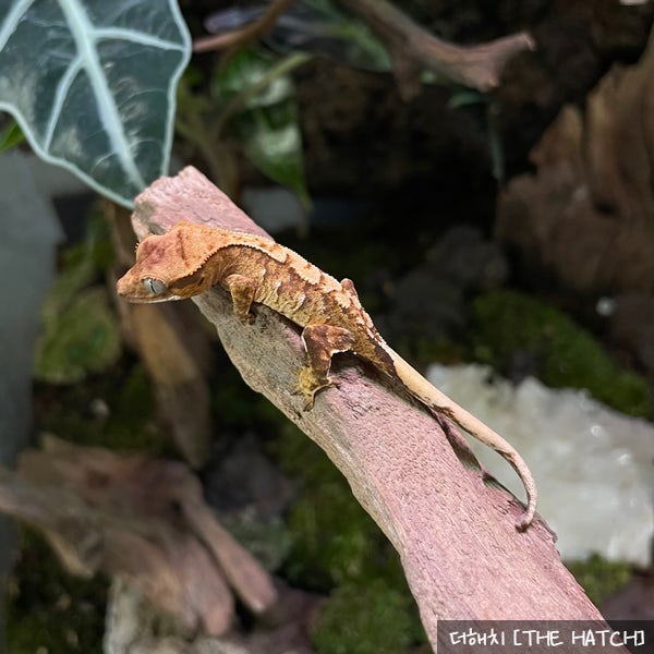 크레스티드게코 베이비 입고 경남 창원 파충류샵 더해치 네이버 블로그