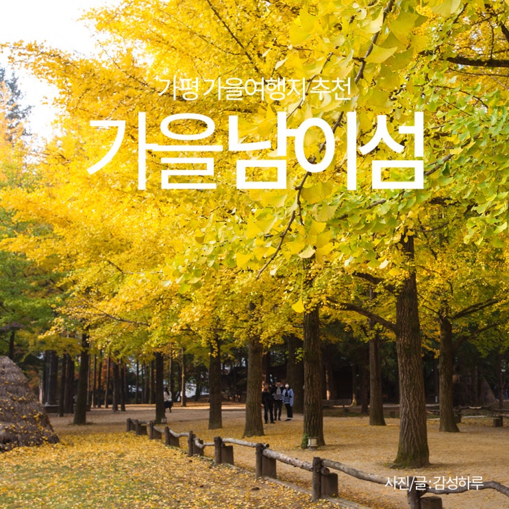 남이섬 가을 단풍여행 은행나무길 네이버 블로그