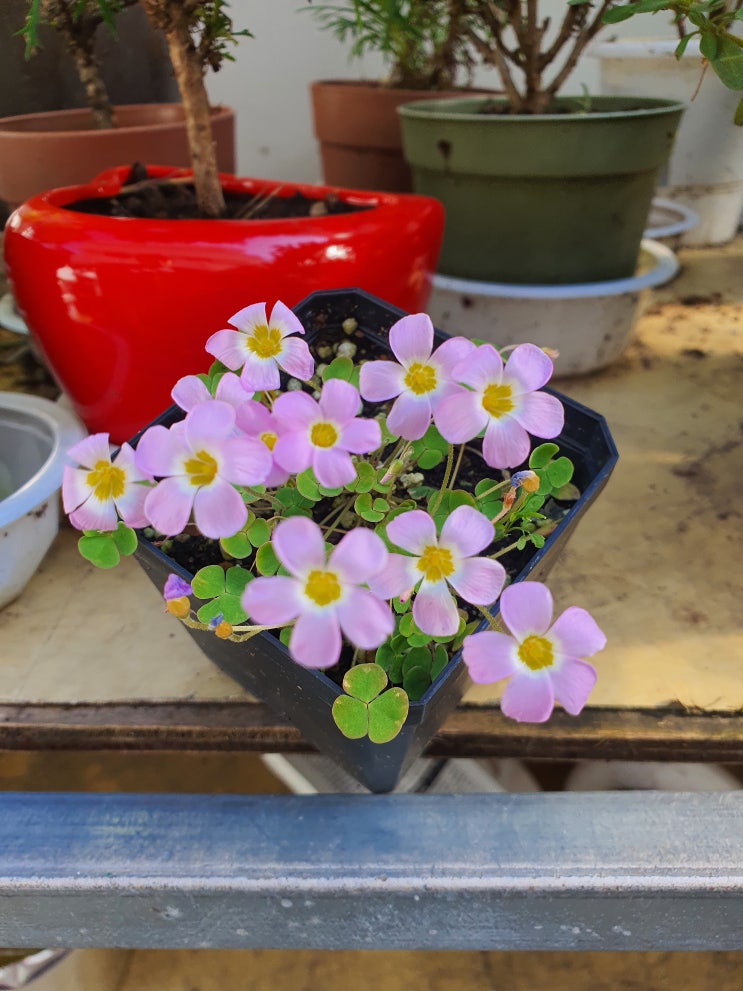 Oxalis sp. lily ( 릴리 : 네이버 블로그