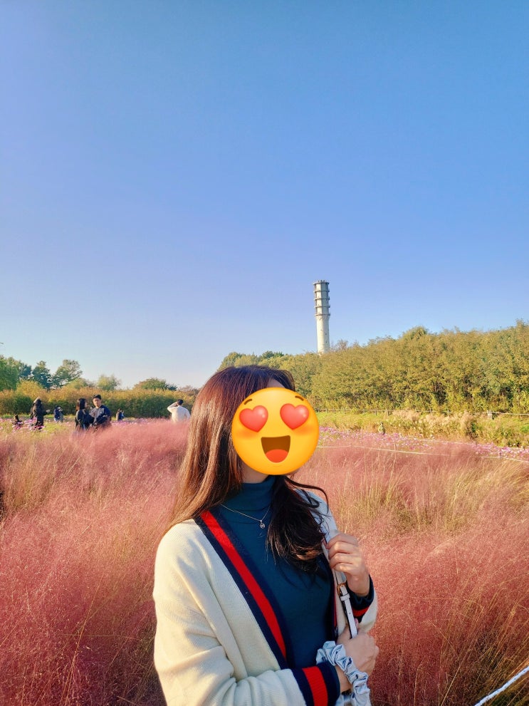 하늘공원 억새와 핑크뮬리 보러 간 가을 후기feat 월드컵경기장 가는 길 맹꽁이 기차 네이버 블로그
