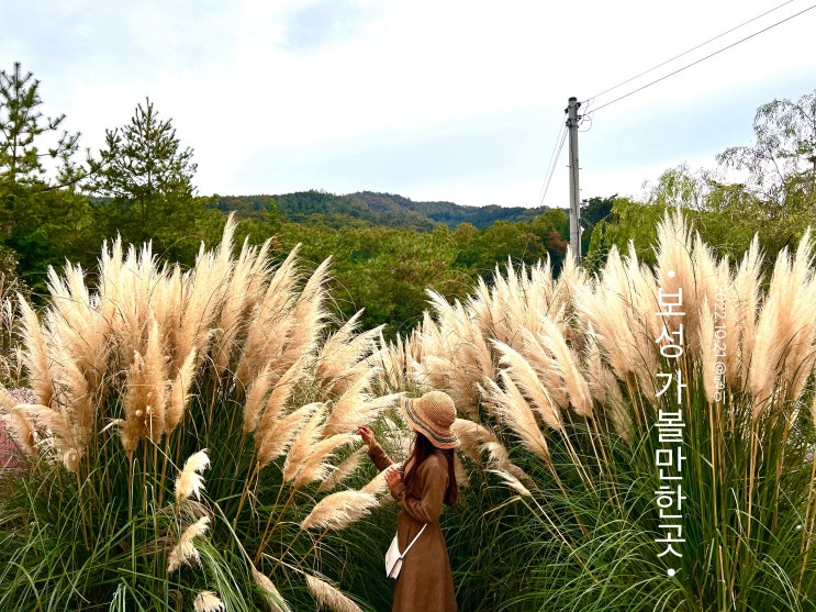 보성 윤제림 보성 가볼만한곳 전남 여행 주말 드라이브 가을 꽃구경 네이버 블로그