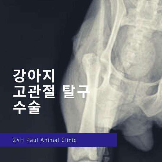 강아지 FHNO 수술, 고관절 탈구 수술, 정형외과 수술 & 분당 24시 폴 동물의료센터 : 네이버 블로그