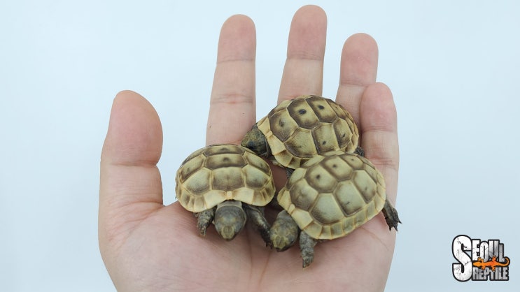 [30 Days Care] 이베라 그리스 육지거북, 베이비 SCL 4~5cm Testudo graeca ibera / Ibera ...