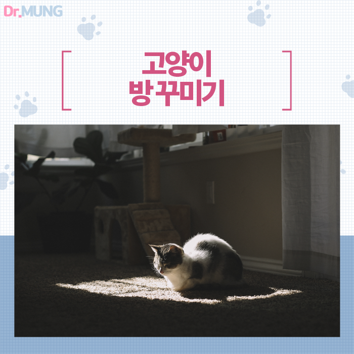 고양이 방 꾸미기 고양이에게 필요한 생활공간 만들기 5가지 포인트 : 네이버 블로그