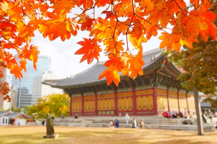 가을 서울 단풍 명소 덕수궁 돌담길 투어 석조전 야간개장 정보 네이버 블로그