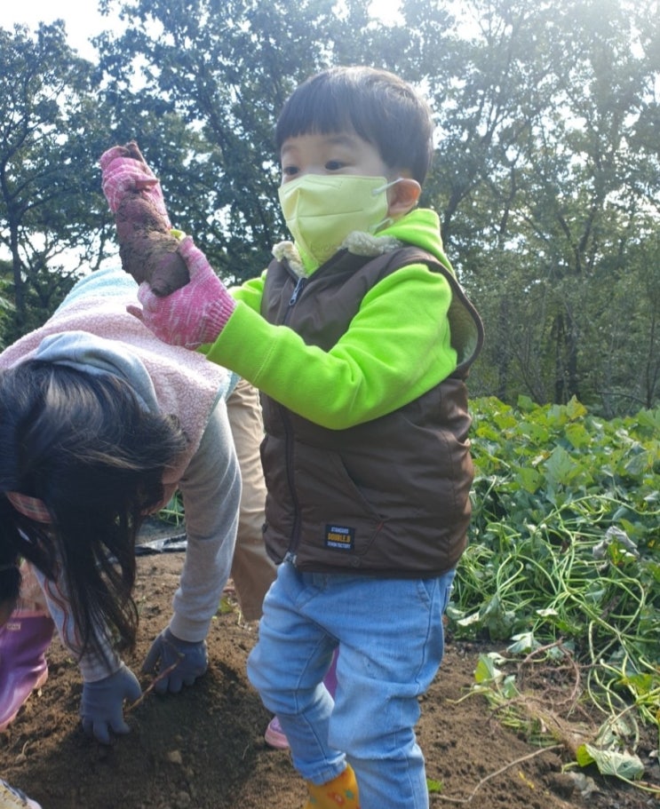 고구마캐기체험 외할아버지농장찬스로 오만가지 체험하기 네이버 블로그