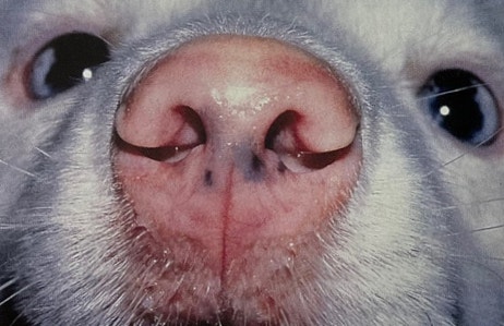 개 포도막 피부 증후군 Canine uveodermatologic syndrome , Vogt-Koyanagi-Harada ...