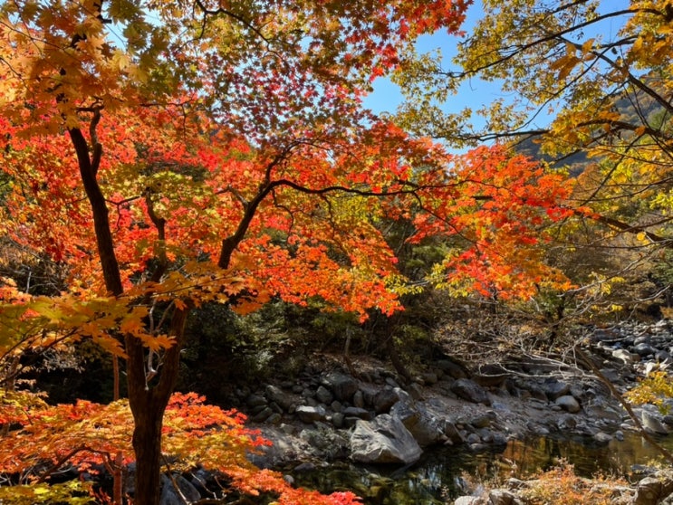 지리산 단풍 코스 뱀사골~ 천년송 걷기 드라이브 모두 가능 네이버 블로그