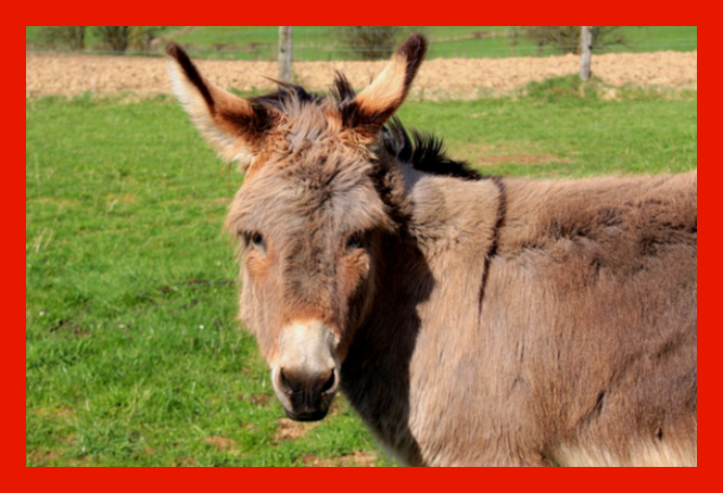 진 턱 저항성 CTAR Shaker 형 운동을 이용한 초 유근 근육 활성 향상의 새로운 방법 : 네이버 블로그