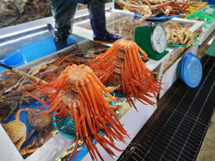 강릉 주문진 수산시장 대게와 회 포장 저렴하게 먹는 법 네이버 블로그