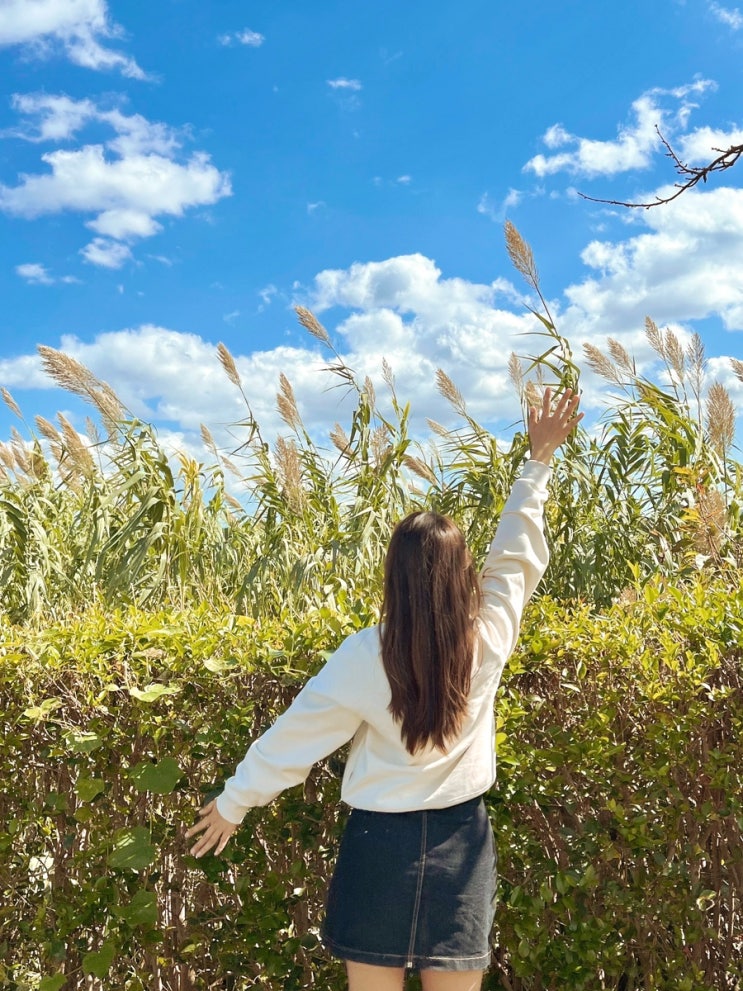 경남창원 주남저수지 드라이브 창원 대표 가을 억새 명소 And 철새 도래지 네이버 블로그