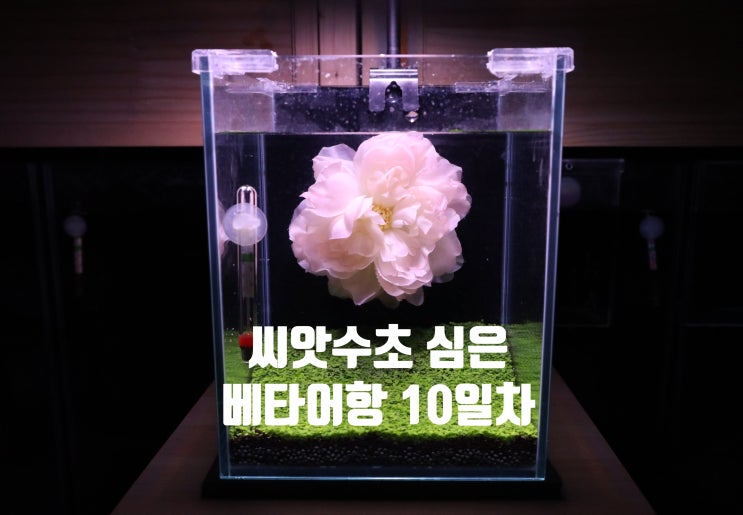 베타키우기 베타가 살 수초어항 세팅 임박 네이버 블로그