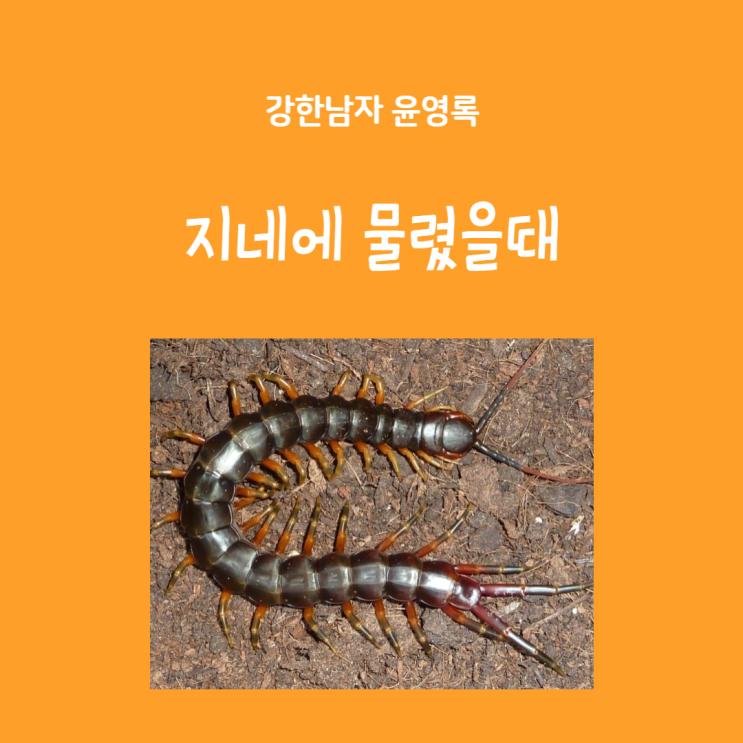 지네에 물렸을때 증상 및 대처방법 네이버 블로그