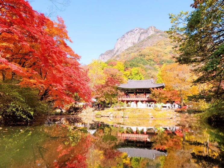 장성 백양단풍축제 백양사 단풍시기 : 네이버 블로그