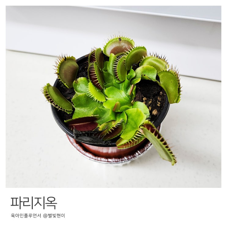 식충식물 종류 파리지옥 키우기 물주기는 이렇게 네이버 블로그