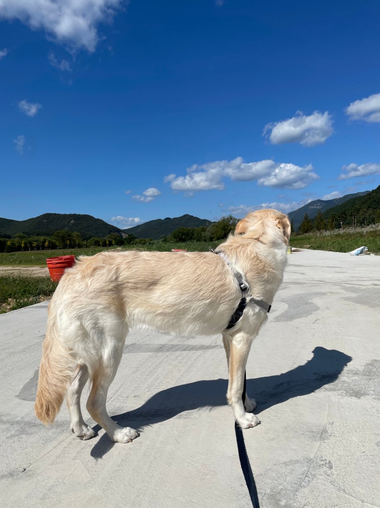 부산강아지 산책부산 근교 강아지 무료 운동장 양산 대형견 운동장 네이버 블로그