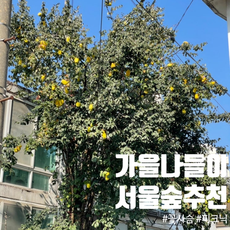 서울숲 뚝섬역 성수역 근처 아이와 갈만한 곳 가을나들이 피크닉 장소 추천 생태숲 꽃사슴 곤충 식물원 나비 정원 운영시간 휴무일