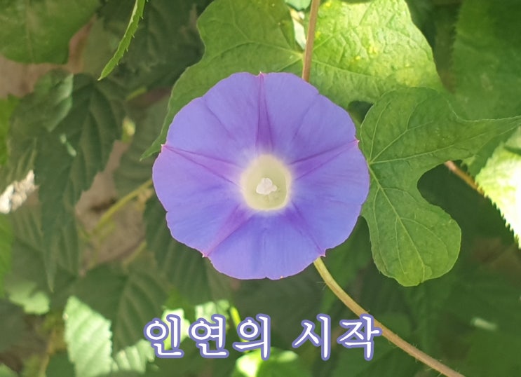 방문객 시 : 네이버 블로그