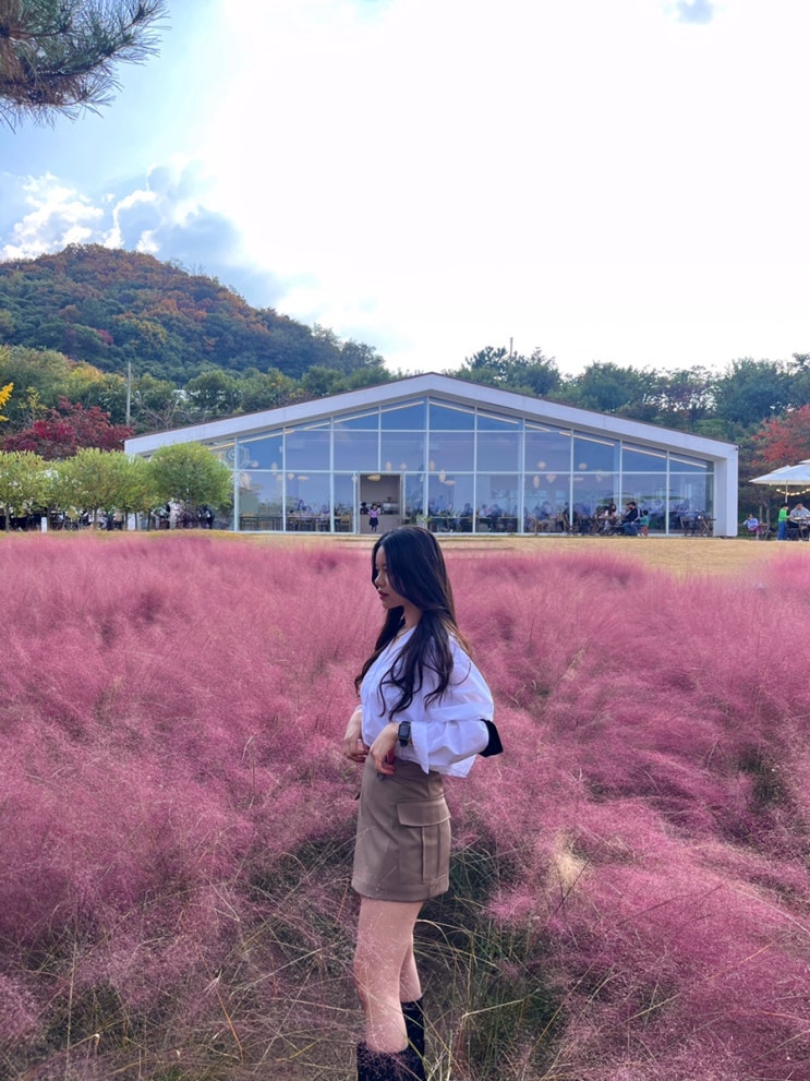 청주 근교 천안 여행 11월 가볼만한곳 핑크뮬리 명소 포토존 많은 성거 이숲 카페 네이버 블로그