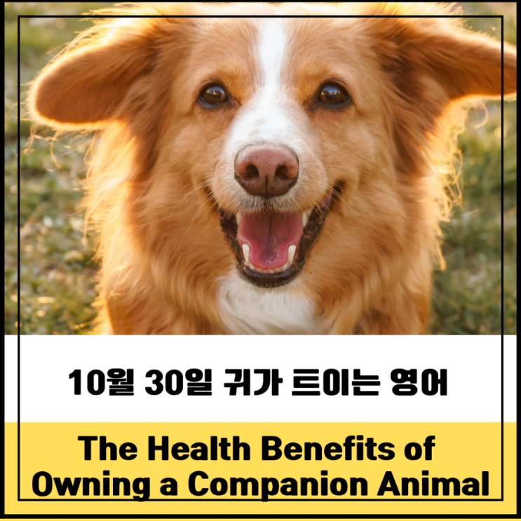 The Health Benefits of Owning a Companion Animal 반려동물을 키우는 것의 건강상 이점 ...