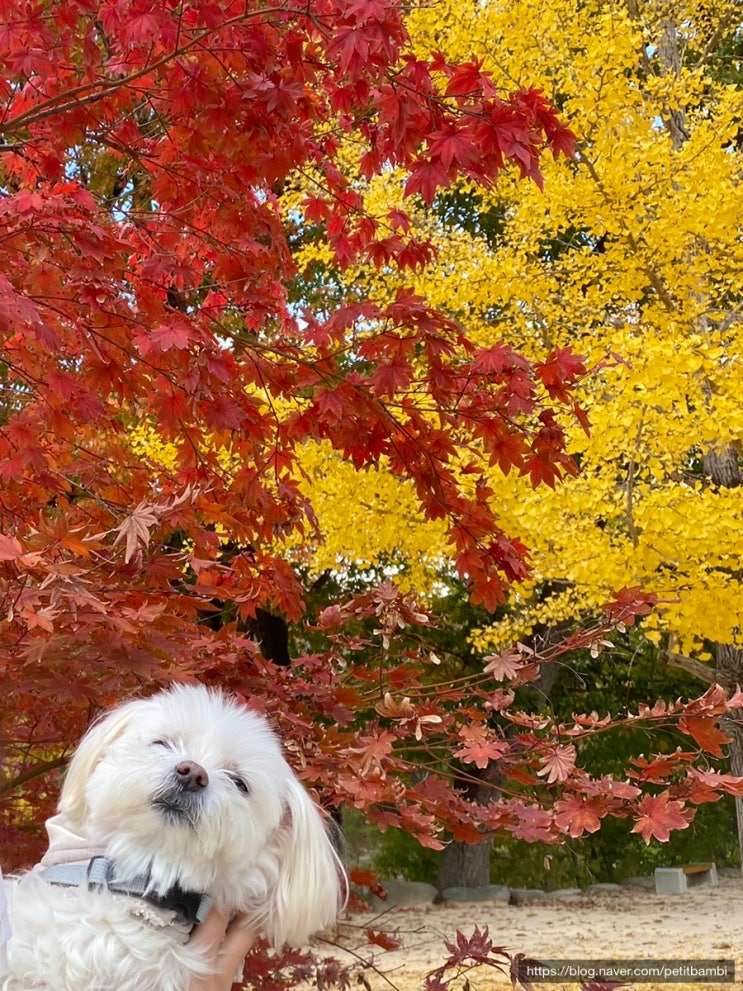 경북 애견동반 여행 가을 여행지 추천 청도 운문사 단풍 명소 🍁 네이버 블로그