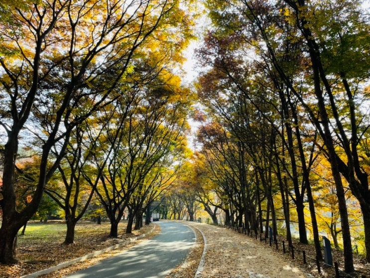 충북괴산여행 22년 가을 단풍 여행 코스 화양구곡 문광저수지 은행나무길 산막이옛길1029일 현황 괴산 단풍