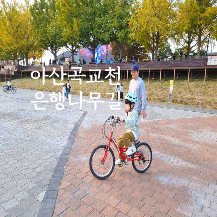 아산 곡교천 은행나무길 자전거대여와 주변카페7곳 가을축제 먹거리 네이버 블로그