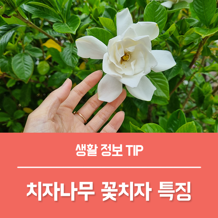 치자나무 꽃말 치자꽃 물주기 키우기 네이버 블로그