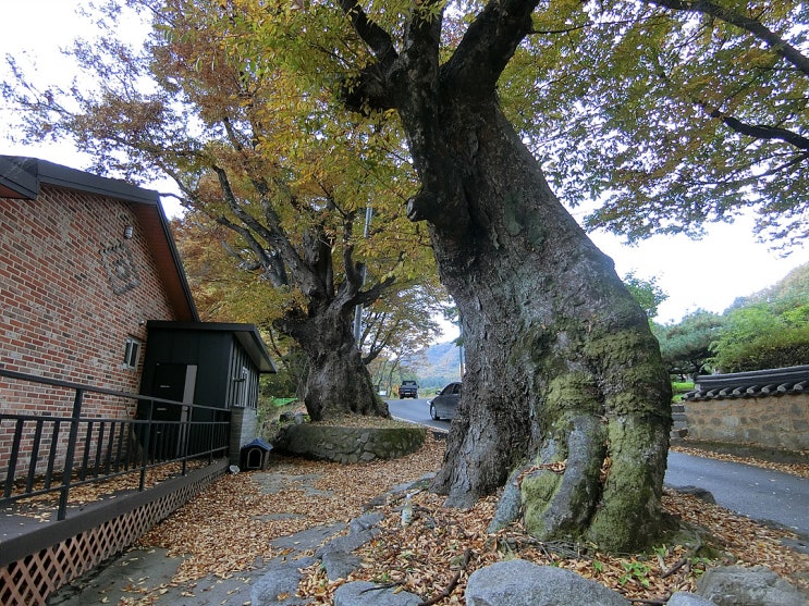 경기둘레길 경기숲길 양평27코스 단월면사무소에서 갈운1리 점골정류장~ : 네이버 블로그