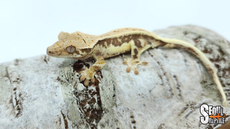 22krcb 릴리 화이트 크레스티드 게코 모프 베이비 Lilly White Crested Gecko Correlophus