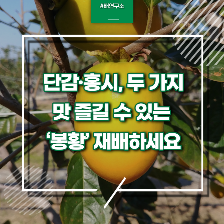 단감·홍시 두 가지 맛 즐길 수 있는 ‘봉황 재배하세요 네이버 블로그