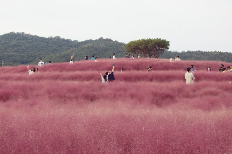 합천 신소양체육공원 핑크뮬리 아름다운 가을 풍경 인생샷 명소 네이버 블로그