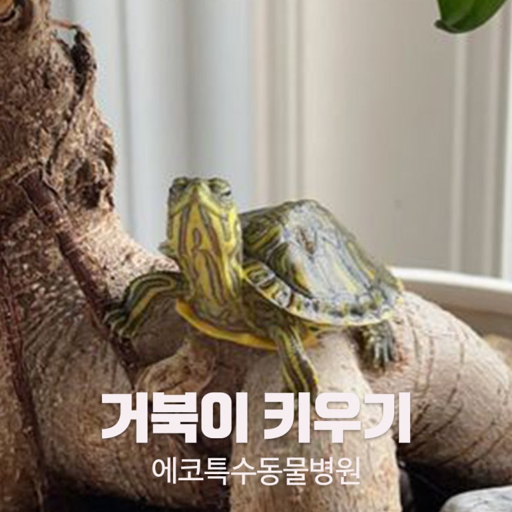 반수생 거북이 키우기 사육법 부터 주요 질환까지 총정리~ 거북이병원 에코특동 네이버 블로그