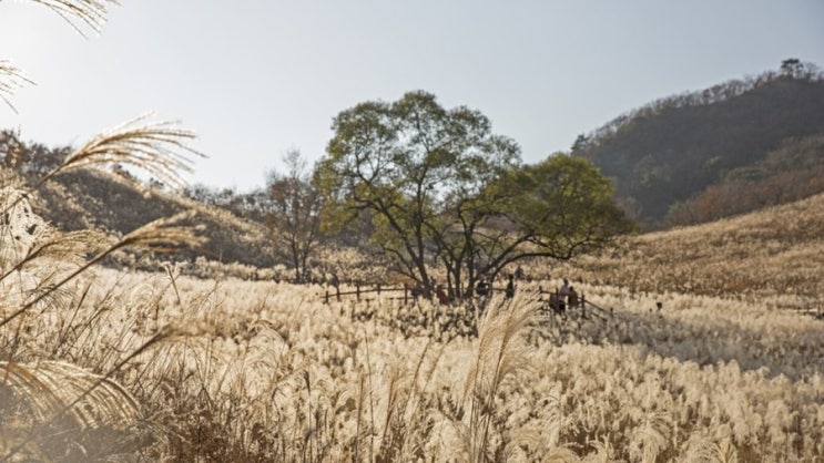 표고버섯 2022년 11월 조언 : 네이버 블로그