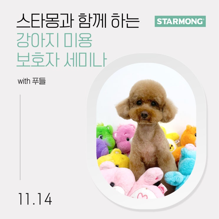 강남애견미용실 스타몽 강아지 미용 보호자 세미나 안내 네이버 블로그