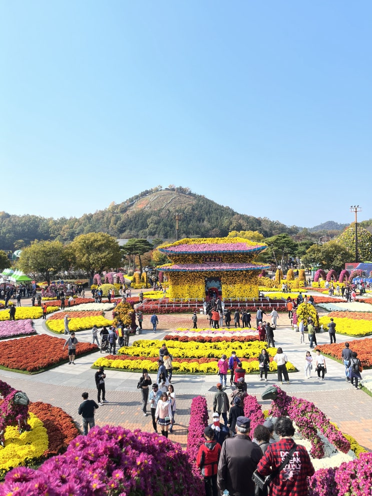 함평 가볼만한곳 함평 국화축제 대한민국 국향대전 입장료 주차 가을축제 핑크뮬리맛집 네이버 블로그