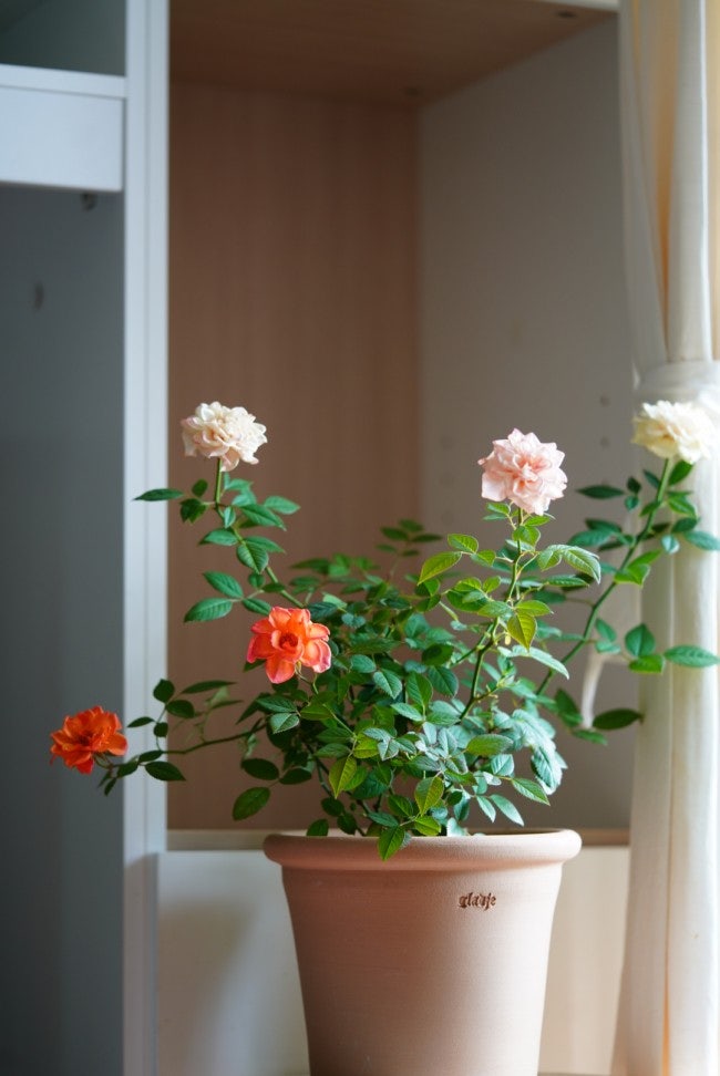 10월에 폈던 미니장미 오렌지 : 네이버 블로그