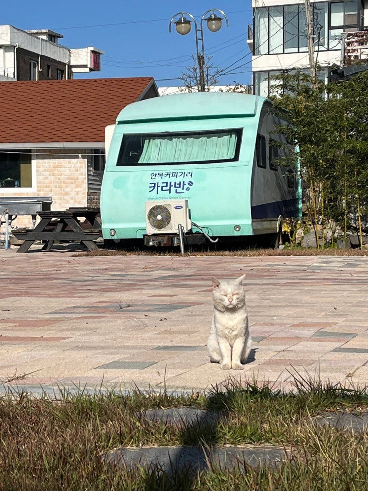 강릉 안목 커피거리 고양이 : 네이버 블로그