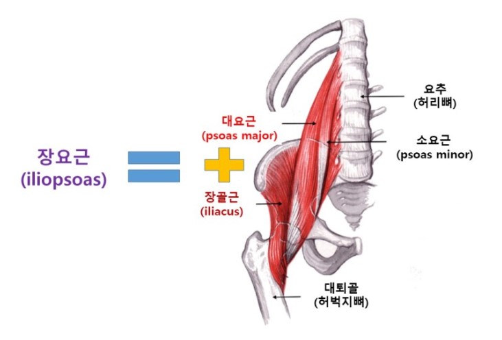신천동범어동 헬스장신천동 헬스 신천동 피티 전문범어동 재활범어동 체형교정범어동 피티 전문 시너지 피트니스가 알려주는
