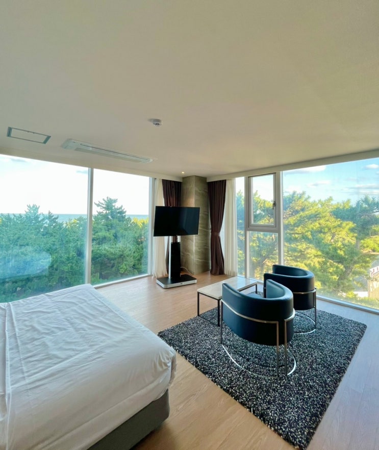 숙소) 강릉 송정해변 앞 푸릇한 솔숲뷰 '아비오호텔' : 네이버 블로그