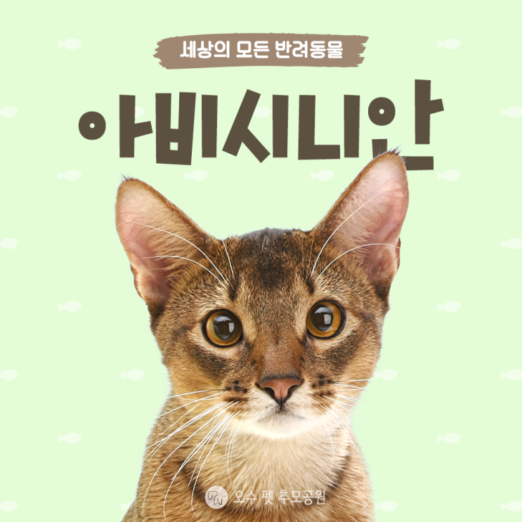 관종묘 아비시니안 외모 특징 성격 알아보기 네이버 블로그